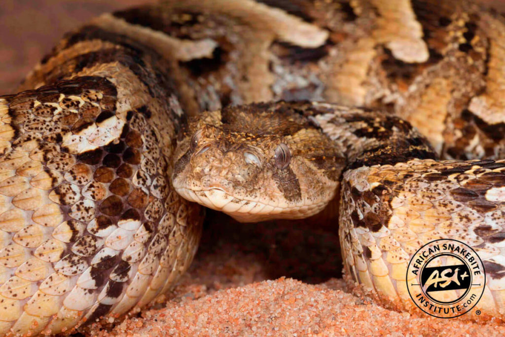 Puff Adder - African Snakebite Institute