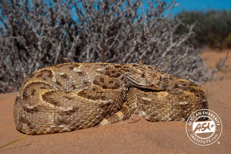 Puff Adder - Africa - African Snakebite Institute