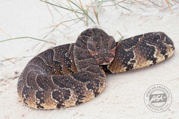Puff Adder - African Snakebite Institute