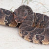 Puff Adder - African Snakebite Institute