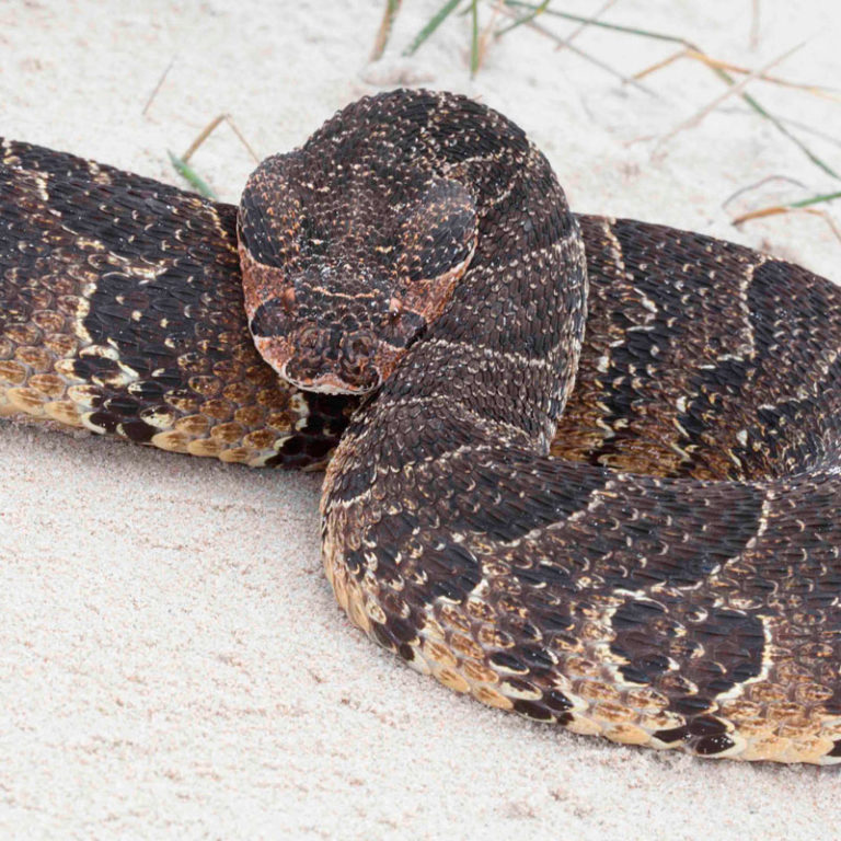 Puff Adder - African Snakebite Institute