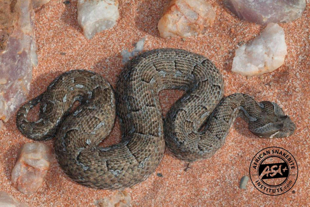 Red Adder - African Snakebite Institute