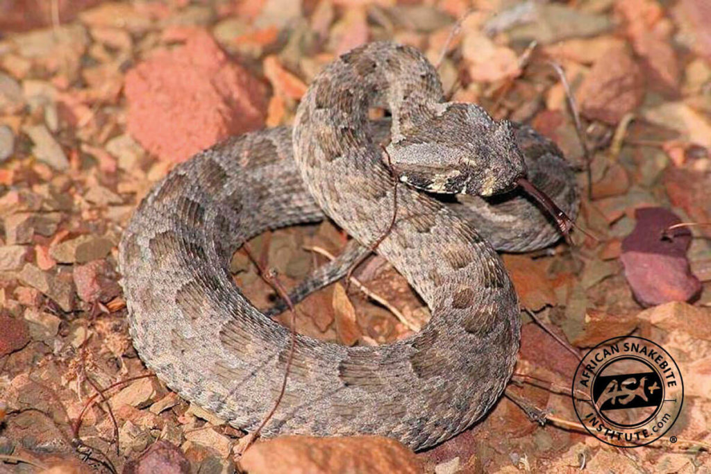 Red Adder - African Snakebite Institute