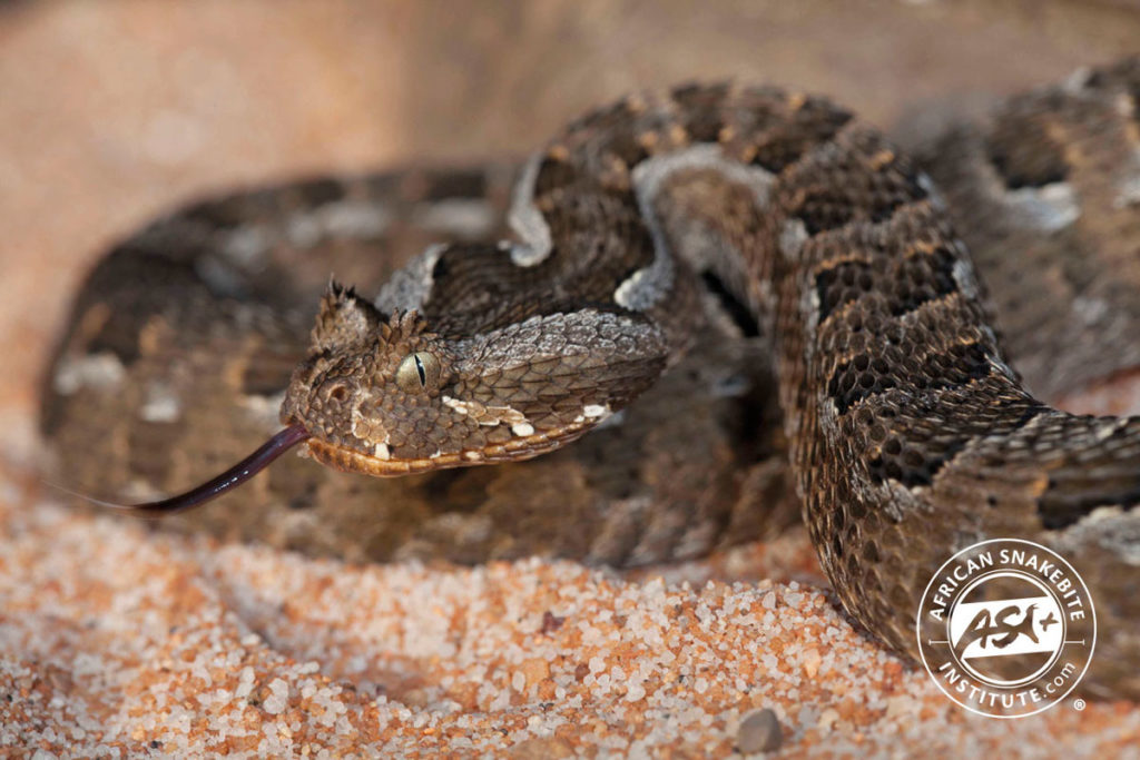 Red Adder - African Snakebite Institute