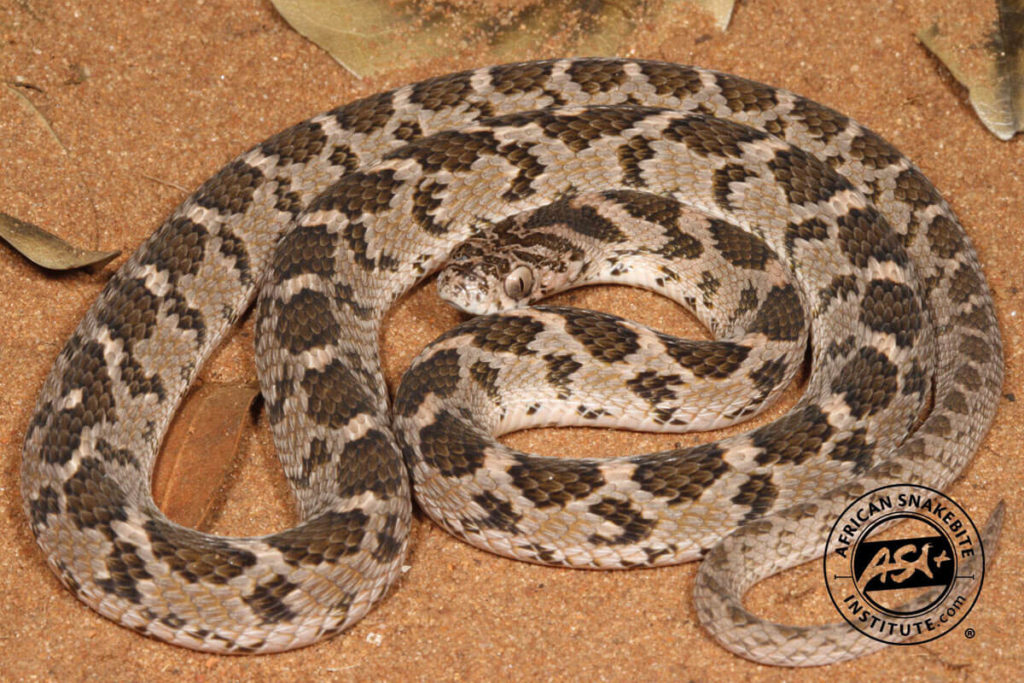 Common Egg-eater - African Snakebite Institute