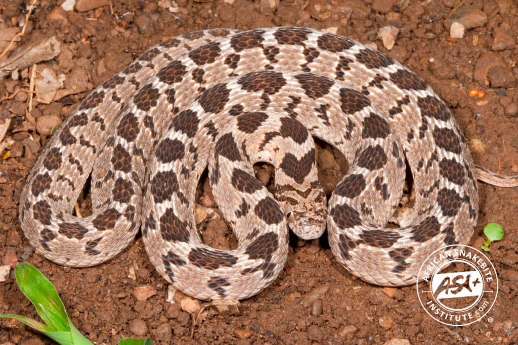 Common Egg-eater - African Snakebite Institute