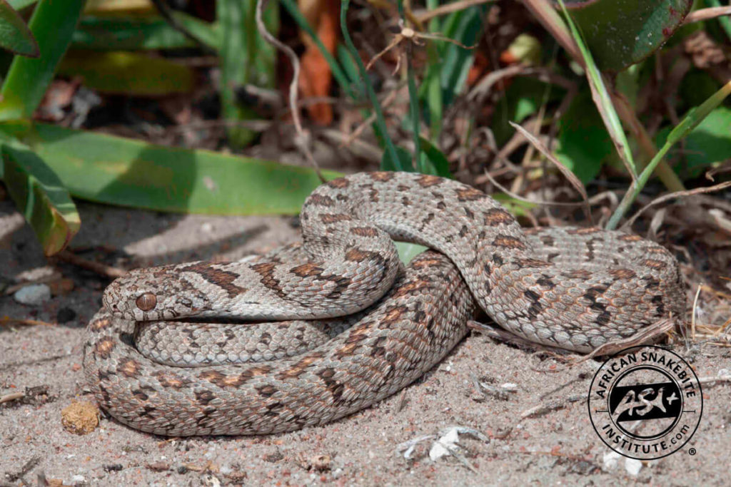 Common Egg-eater - African Snakebite Institute