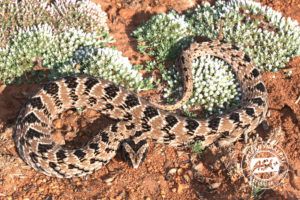 Common Night Adder - African Snakebite Institute