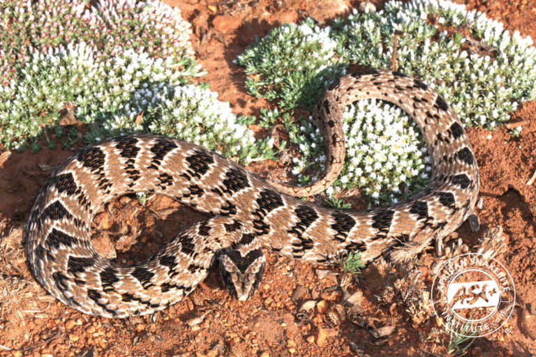 Common Night Adder - African Snakebite Institute