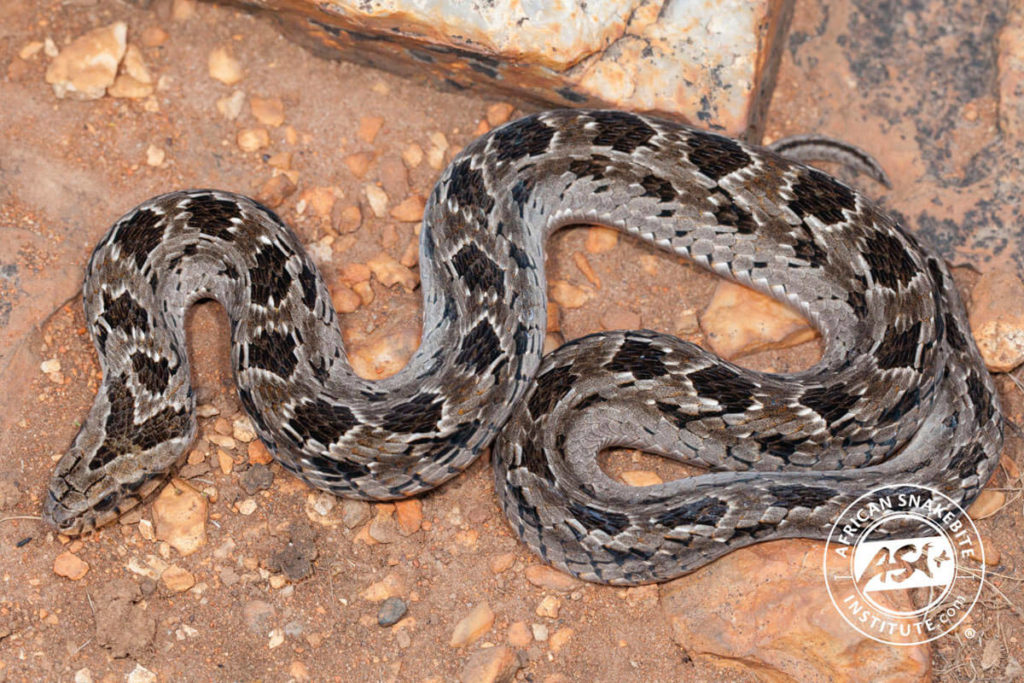 Common Night Adder - African Snakebite Institute