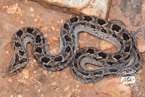 Common Night Adder - African Snakebite Institute
