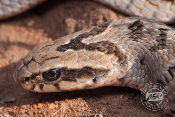 Night Adders - African Snakebite Institute
