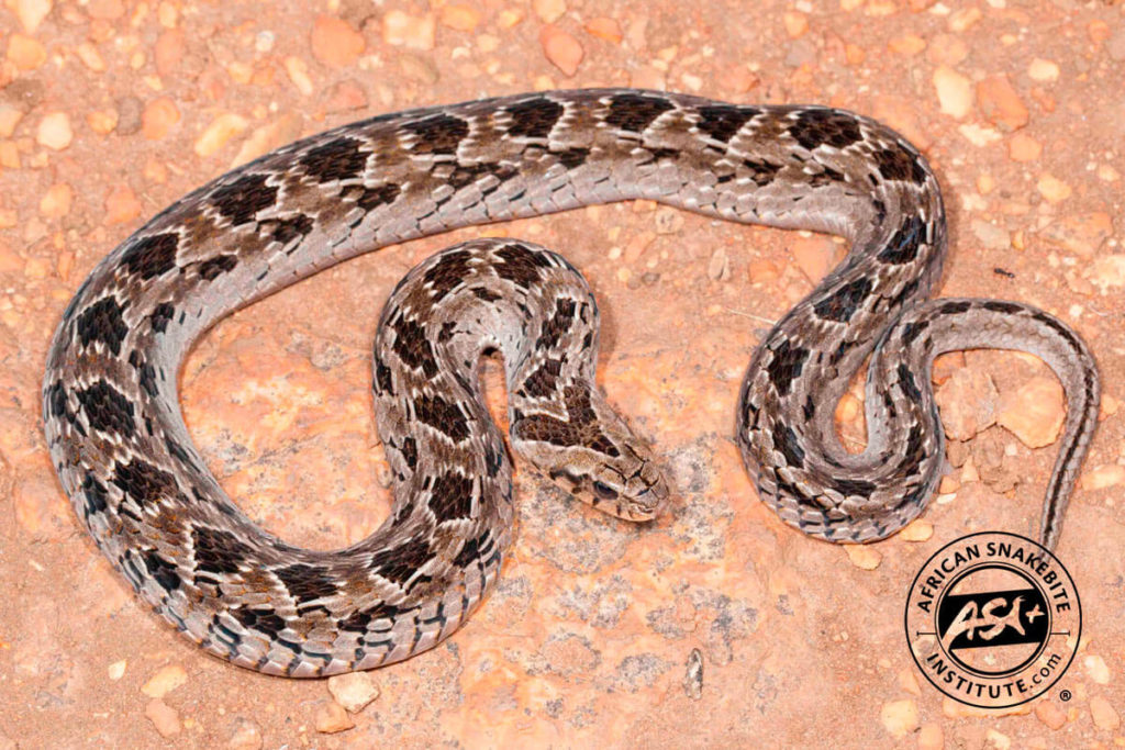 Night Adders - Africa - African Snakebite Institute