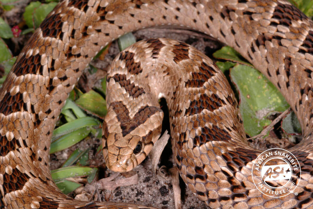 Night Adders - African Snakebite Institute
