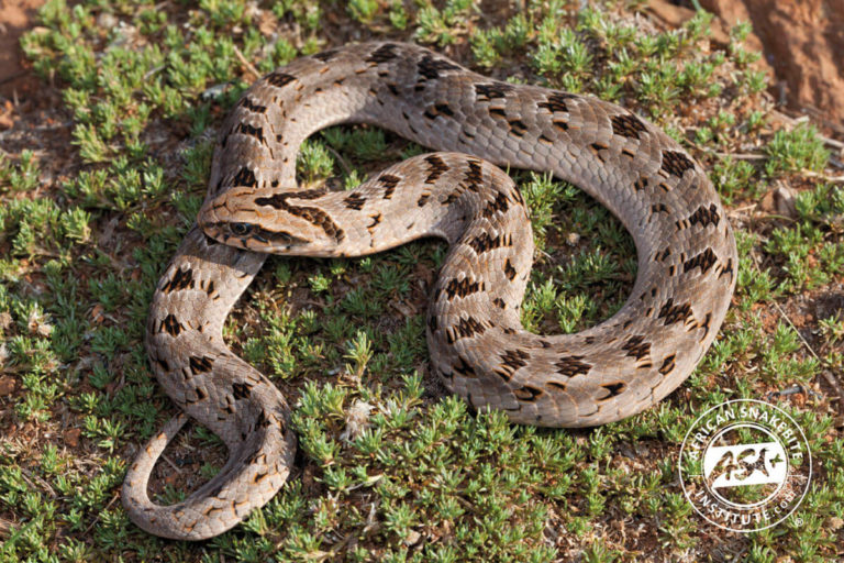 Common Night Adder - African Snakebite Institute