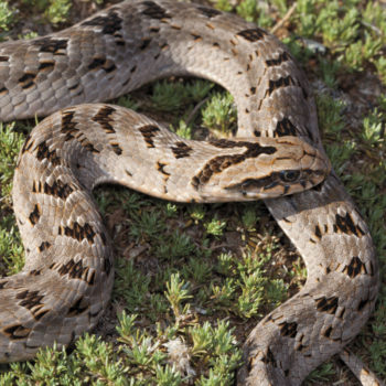 Night Adders - Africa - African Snakebite Institute
