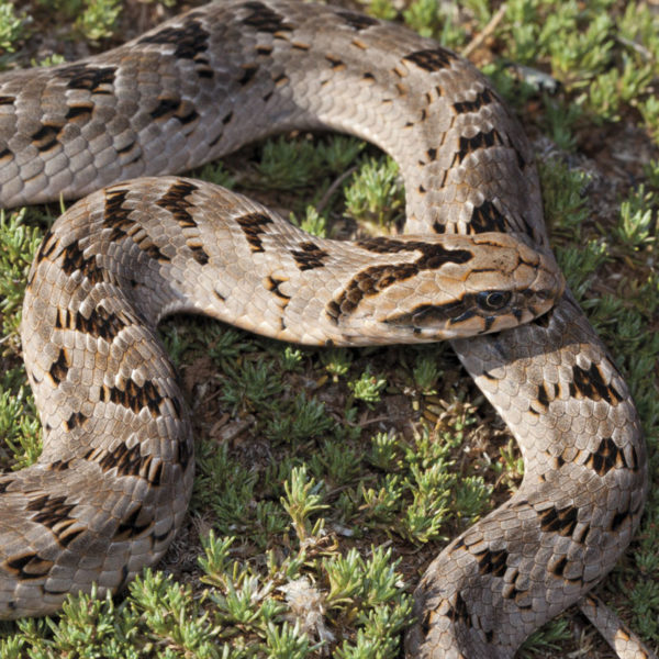 Common Night Adder - African Snakebite Institute