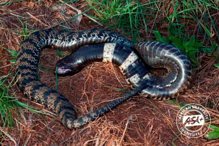 Rinkhals - African Snakebite Institute