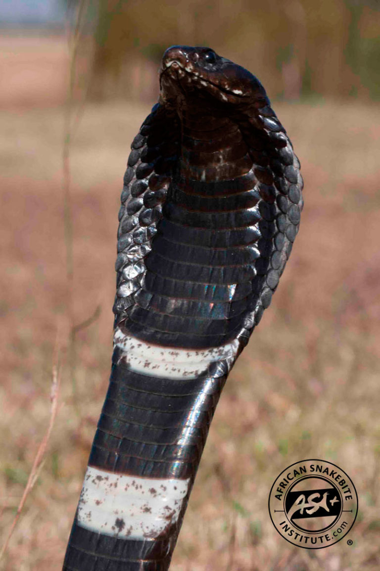 Rinkhals - African Snakebite Institute