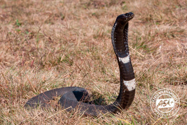 More info on the Rinkhals - African Snakebite Institute