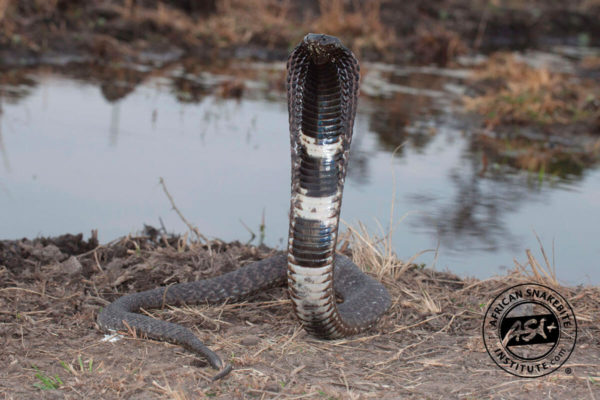 Rinkhals - African Snakebite Institute