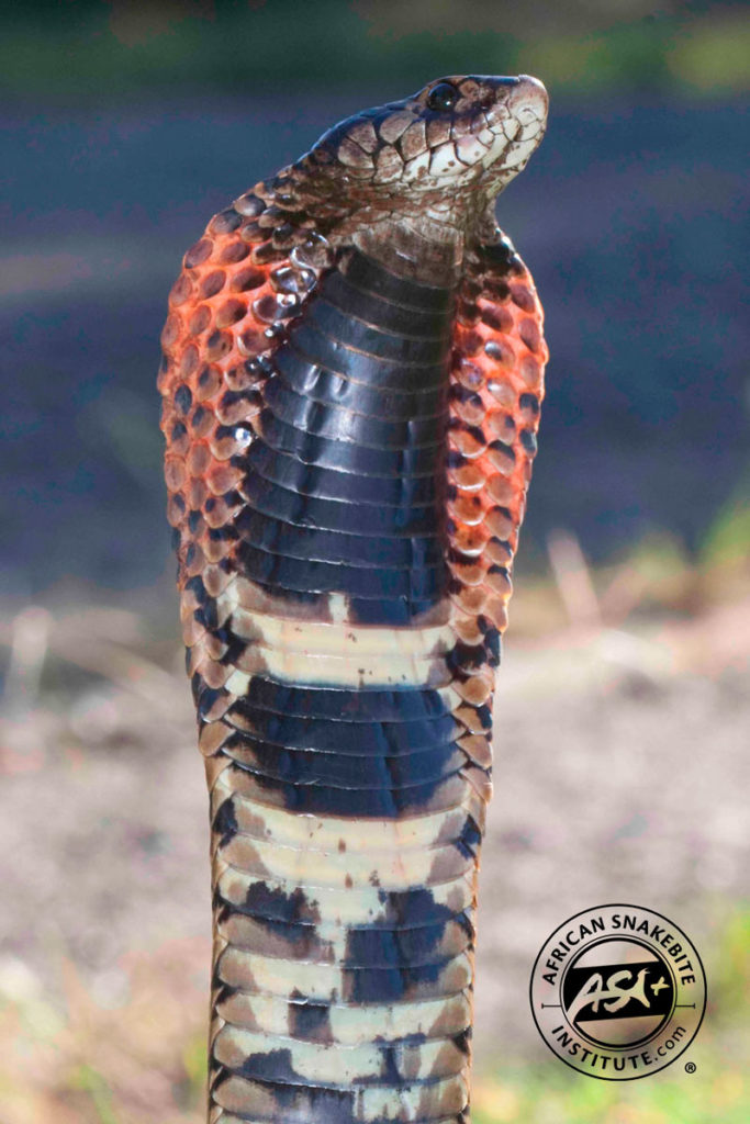 Rinkhals - African Snakebite Institute