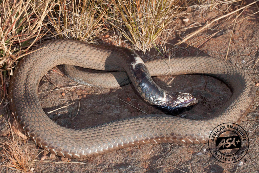 Rinkhals - African Snakebite Institute