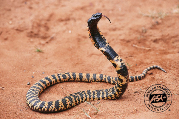 Rinkhals - African Snakebite Institute