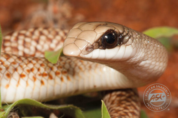 Rufous Beaked Snake - African Snakebite Institute