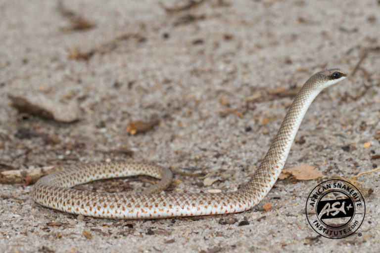 Rufous Beaked Snake - African Snakebite Institute
