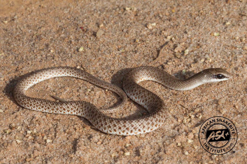 Rufous Beaked Snake - African Snakebite Institute