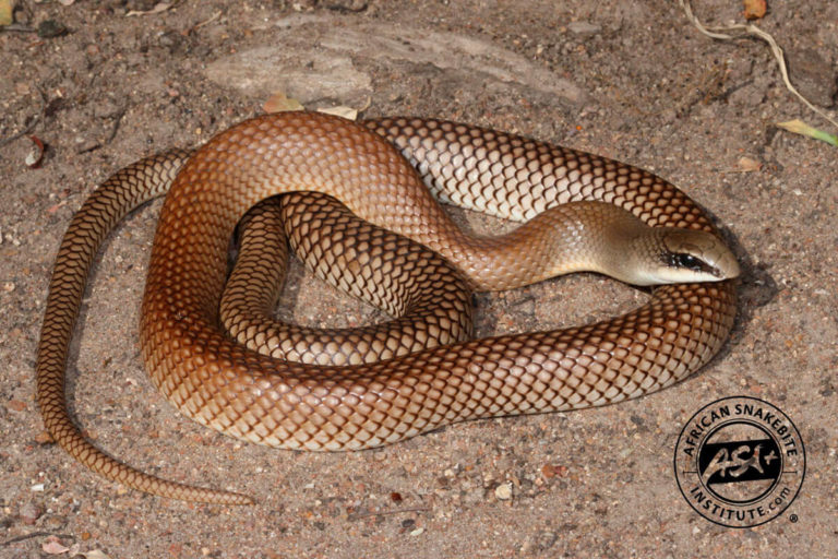 Rufous Beaked Snake - African Snakebite Institute