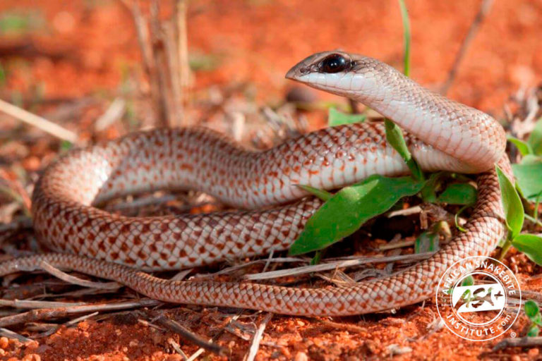 Rufous Beaked Snake - African Snakebite Institute