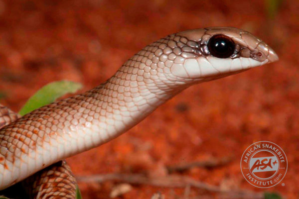 Rufous Beaked Snake - African Snakebite Institute
