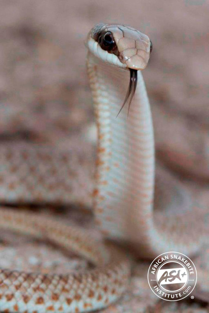 Rufous Beaked Snake - African Snakebite Institute