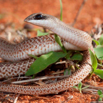 Rufous Beaked Snake - African Snakebite Institute