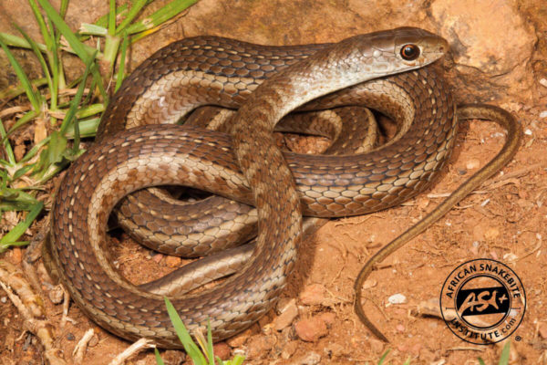 Short-snouted Grass Snake - African Snakebite Institute