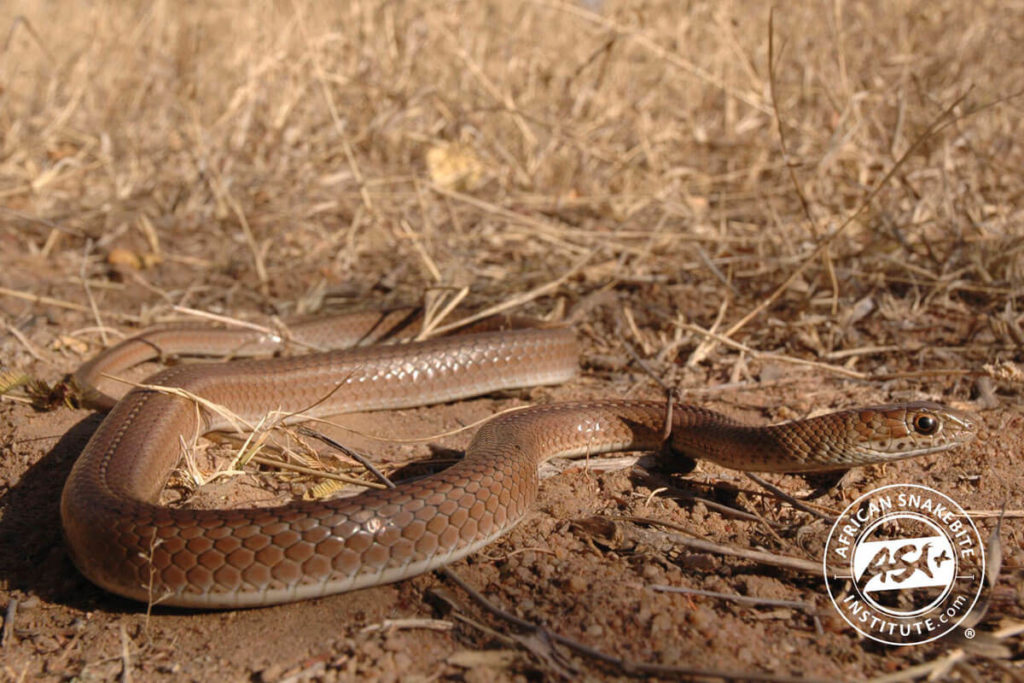 Short-snouted Grass Snake - African Snakebite Institute