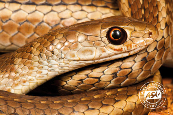 Short-snouted Grass Snake - African Snakebite Institute