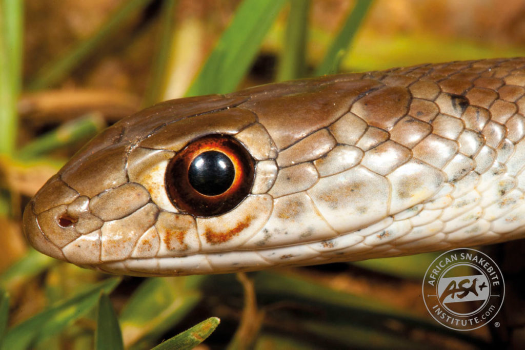 Short-snouted Grass Snake - African Snakebite Institute