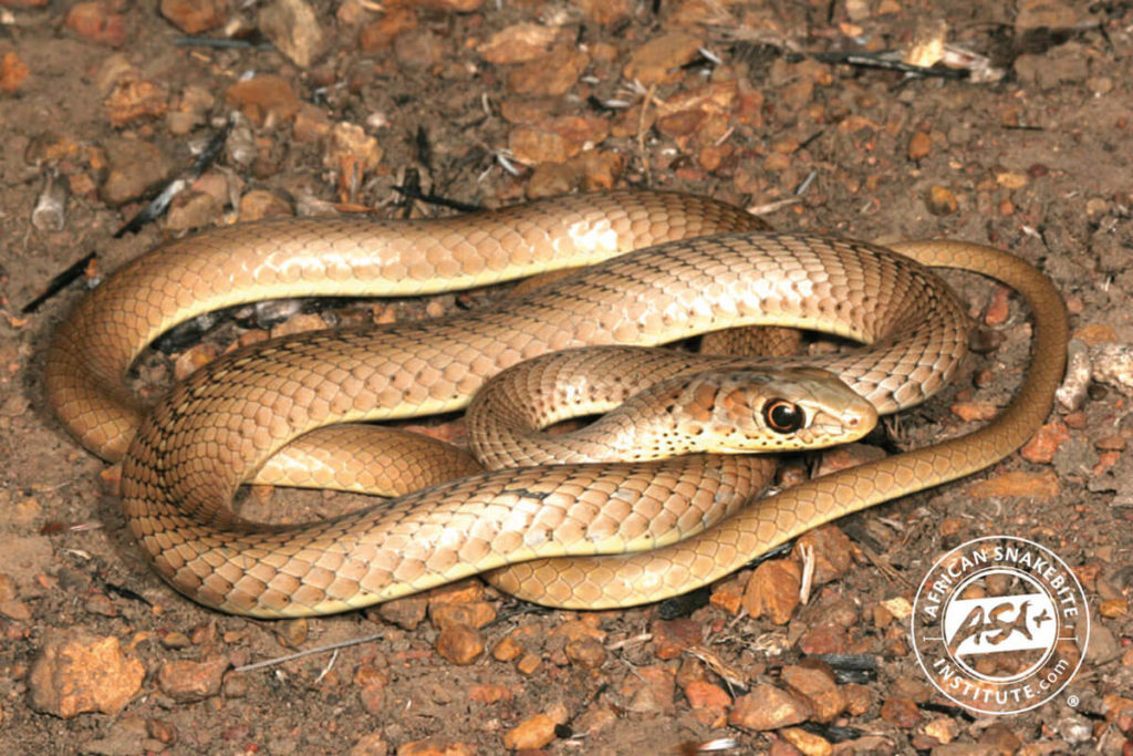Short-snouted Grass Snake - African Snakebite Institute