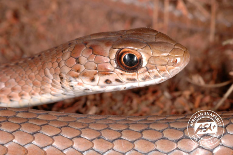 Short-snouted Grass Snake - African Snakebite Institute