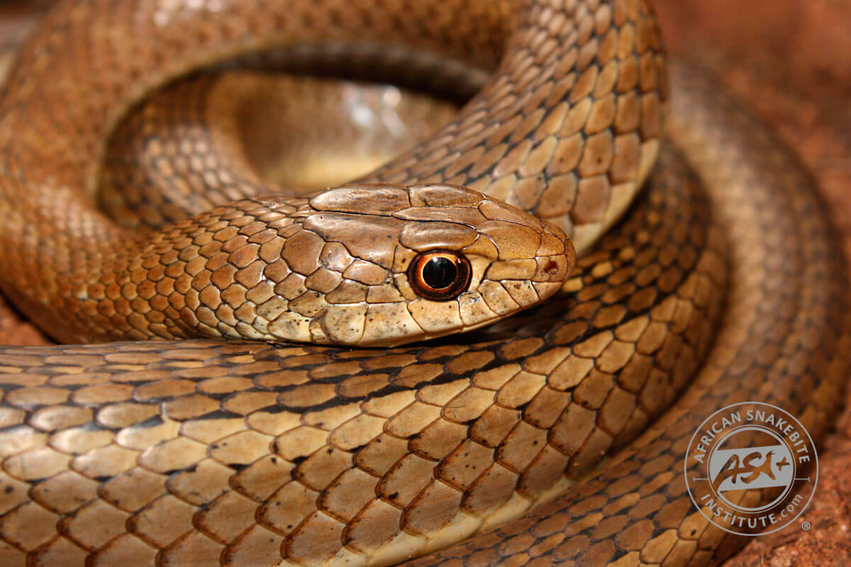Short-snouted Grass Snake - African Snakebite Institute