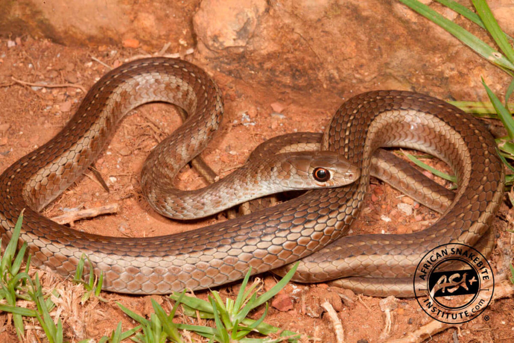 Short-snouted Grass Snake - African Snakebite Institute
