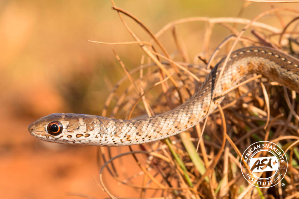 Short-snouted Grass Snake - African Snakebite Institute