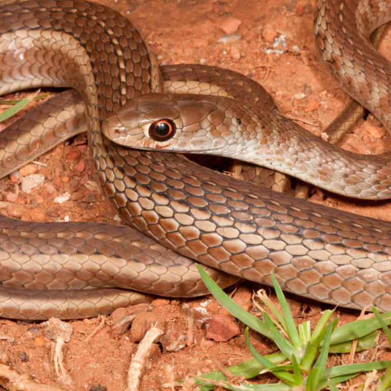 Short-snouted Grass Snake - African Snakebite Institute