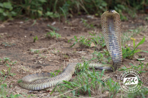 Snouted Cobra - African Snakebite Institute