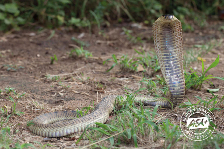 Snouted Cobra - African Snakebite Institute