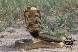 Snouted Cobra - African Snakebite Institute