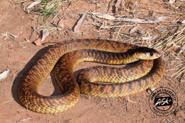 Snouted Cobra - African Snakebite Institute